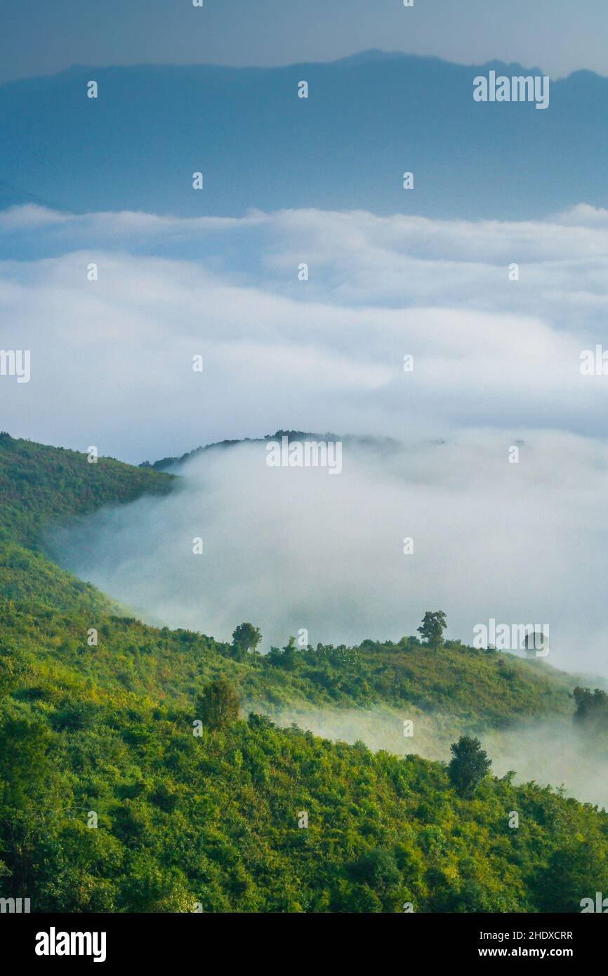 jungle, clouds, sea mist, laos, rainforest, cloud, sea mists Stock ...