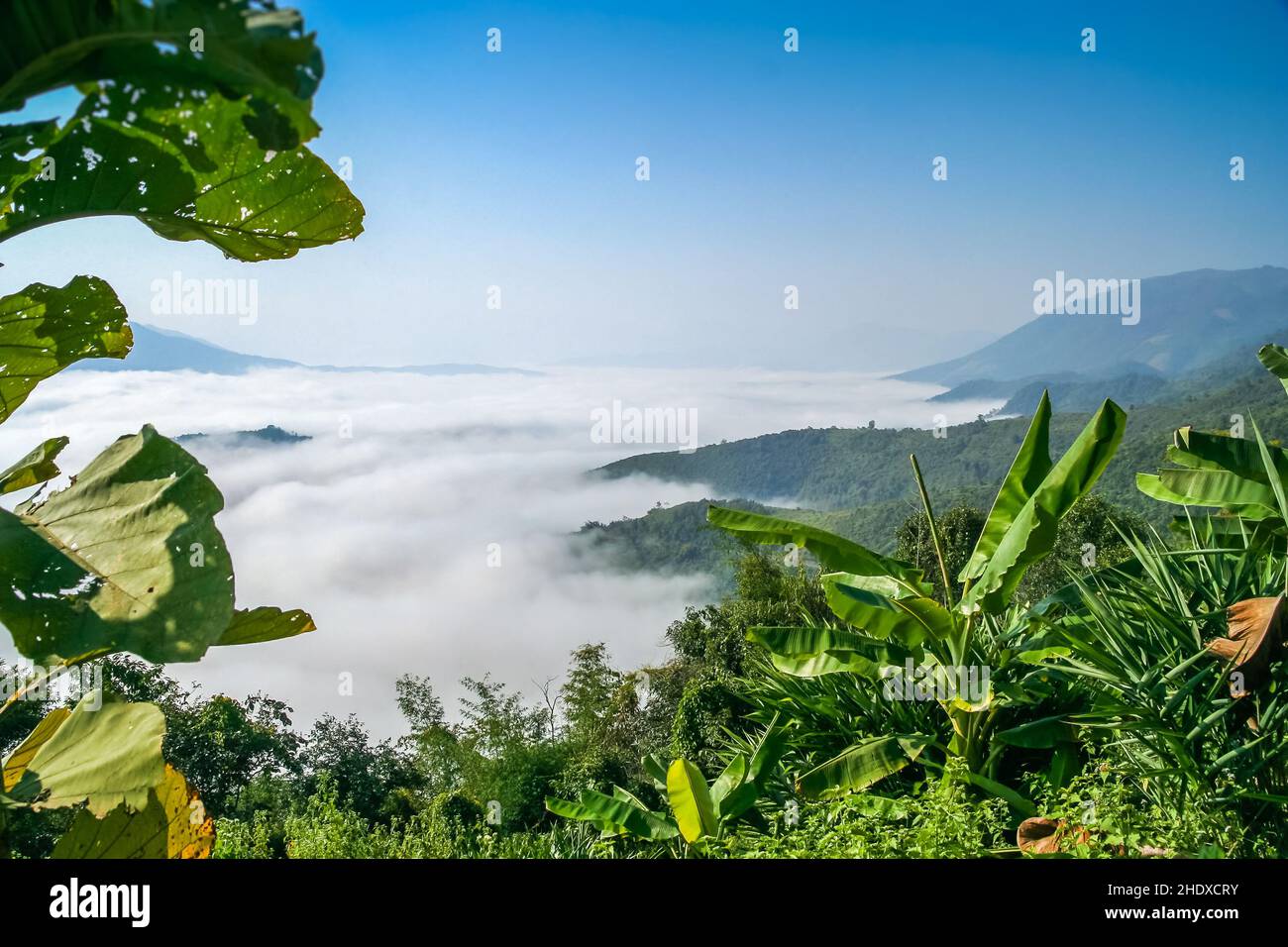 jungle, tropical, sea mist, rainforest, tropicals, sea mists Stock ...