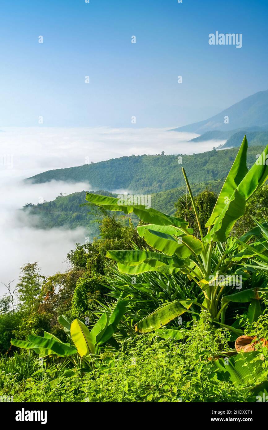 jungle, scenics, laos, rainforest Stock Photo - Alamy