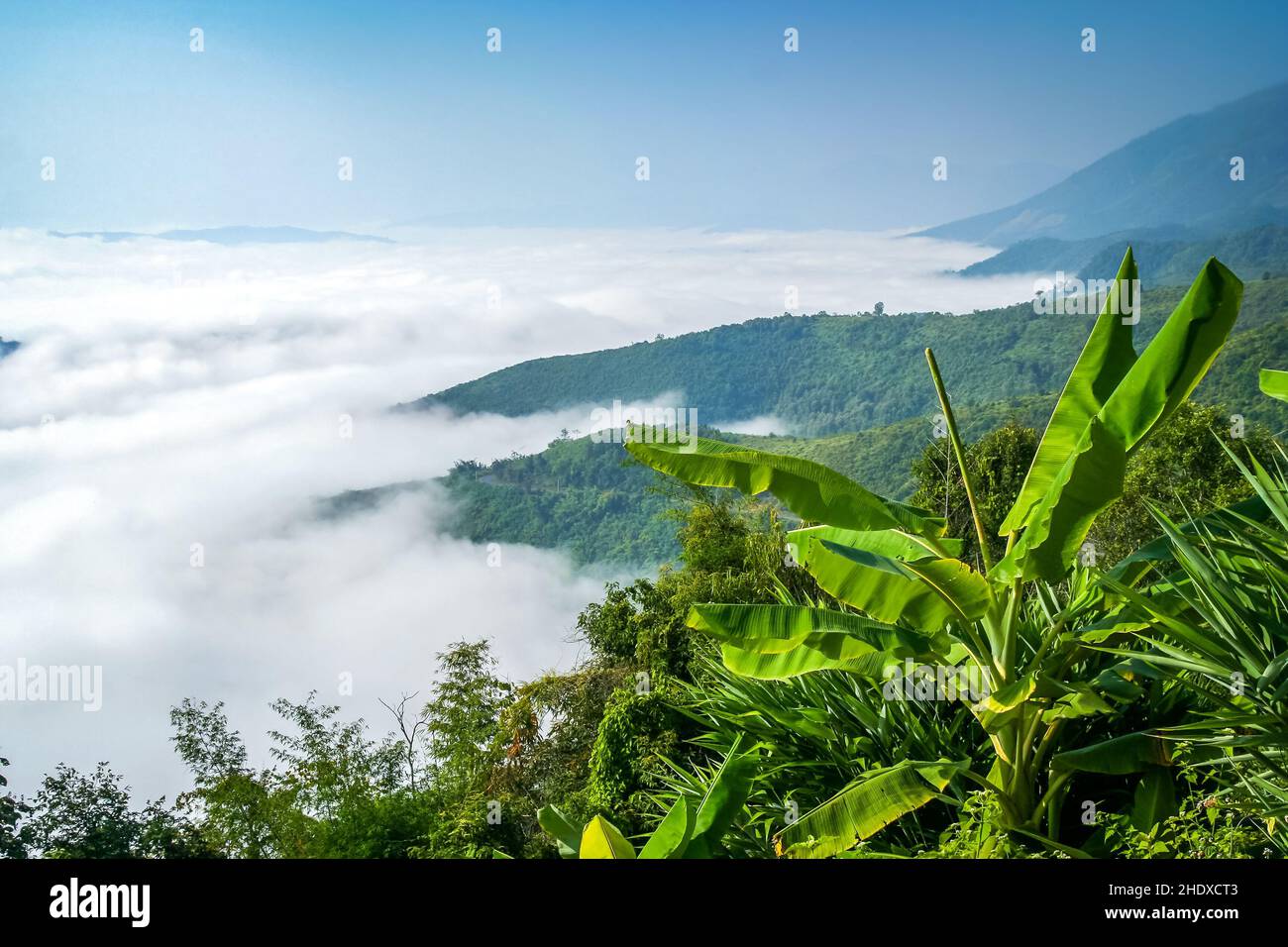 jungle, tropical, clouds, rainforest, tropicals, cloud Stock Photo - Alamy