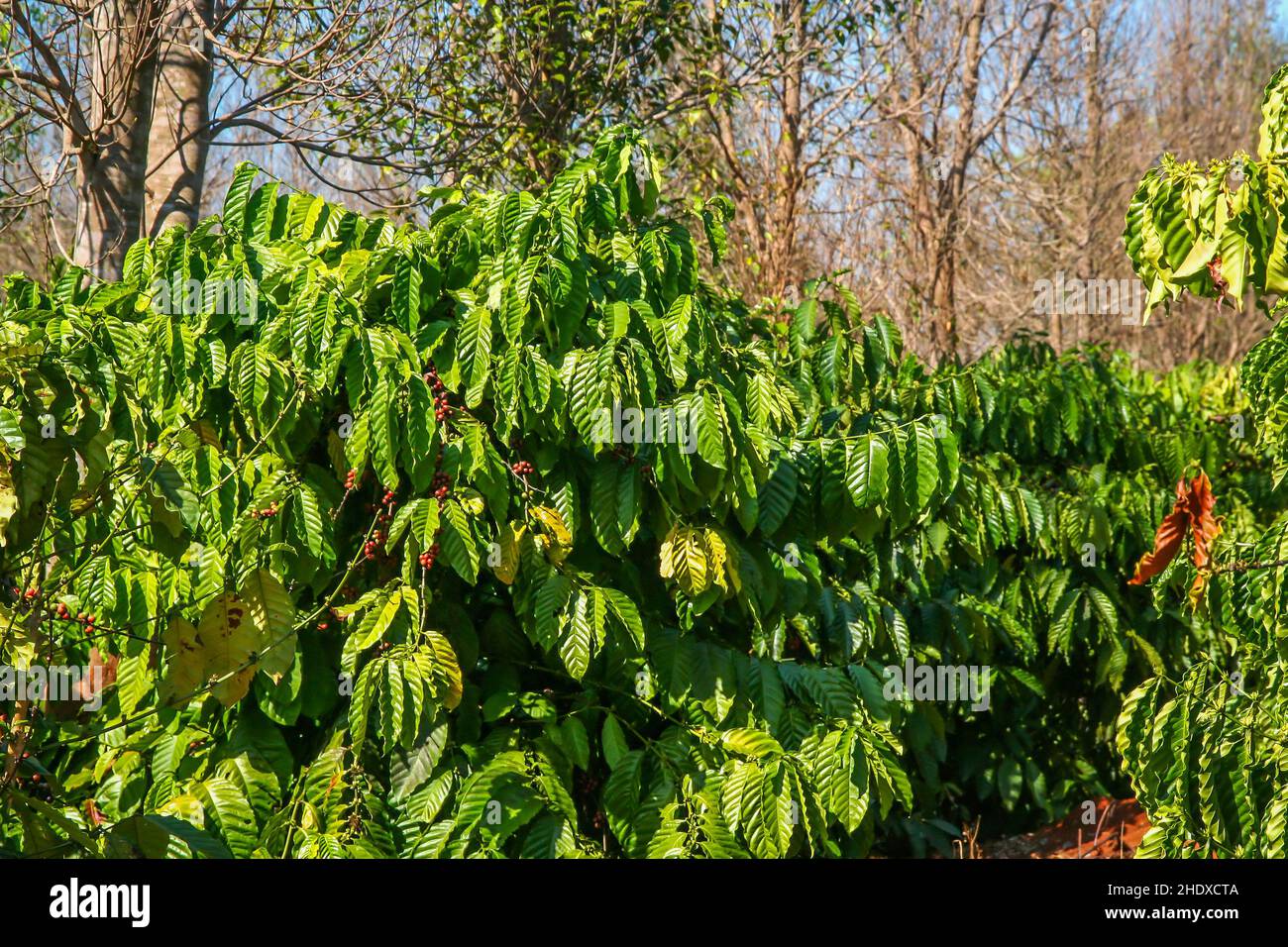 crop, coffee plant, crops, plant, coffee plants Stock Photo - Alamy