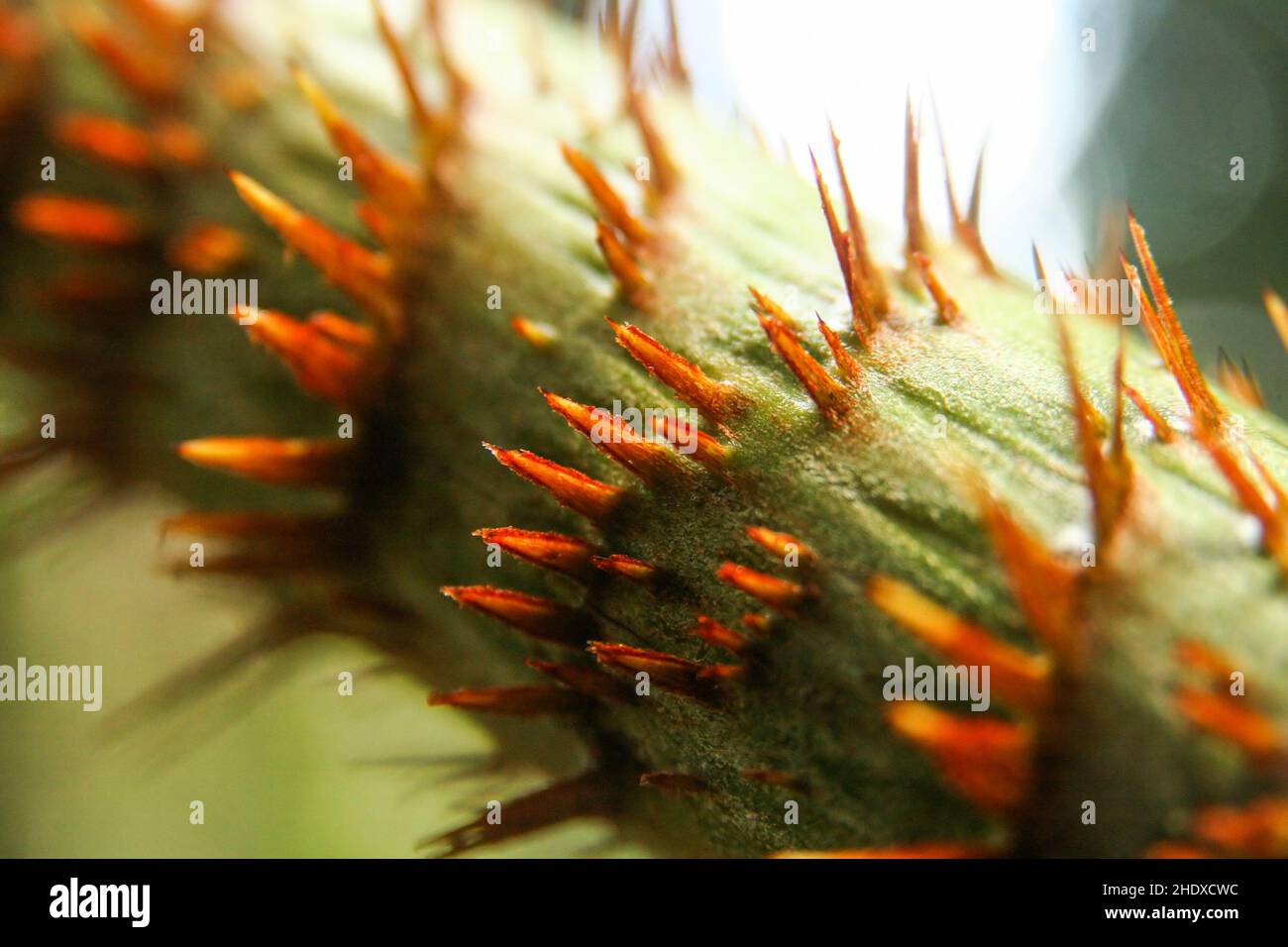 Rainforest tree spikes hi-res stock photography and images - Alamy