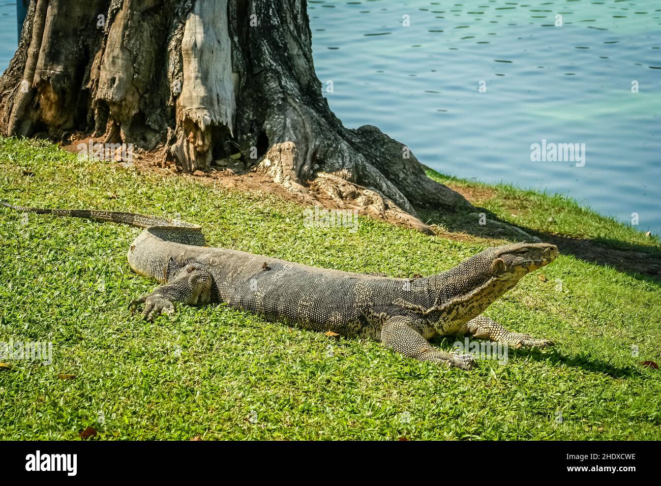 monitor lizard, monitor lizards Stock Photo - Alamy