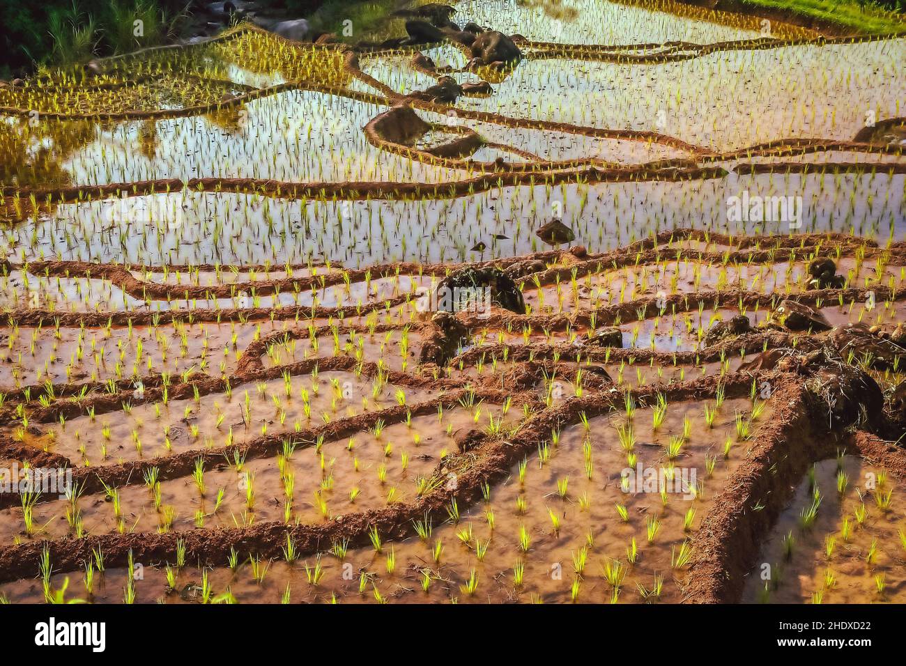 paddy, rice cultivation, terraced field, paddies, rice paddy, rice ...