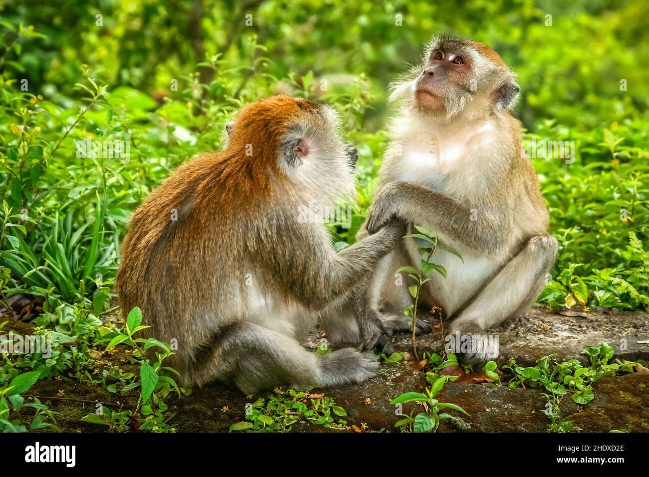 monkey, macaque, monkeys, primates, macaques Stock Photo - Alamy