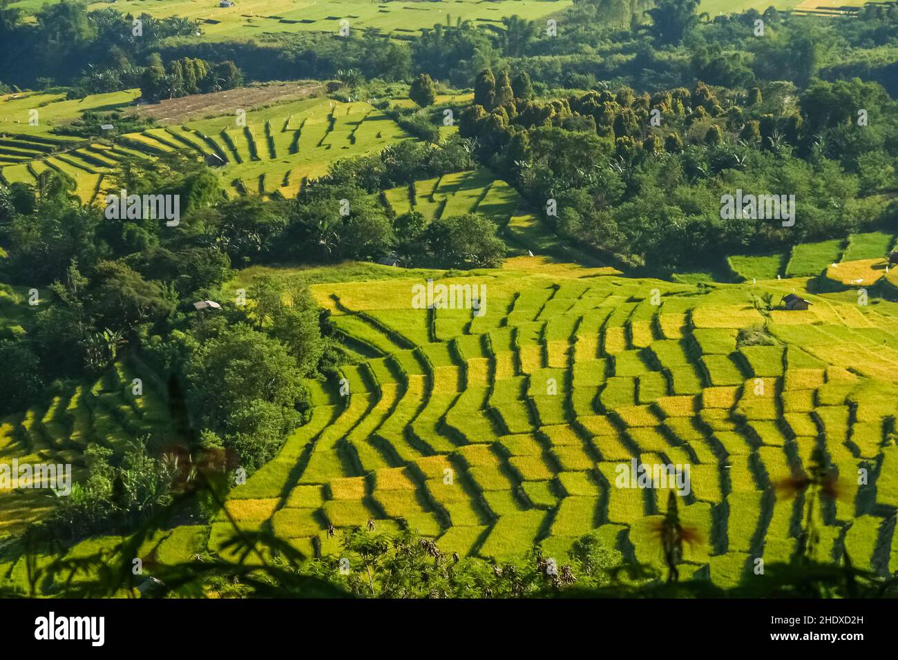 paddy, indonesia, terraced field, paddies, rice paddy, indonesias ...