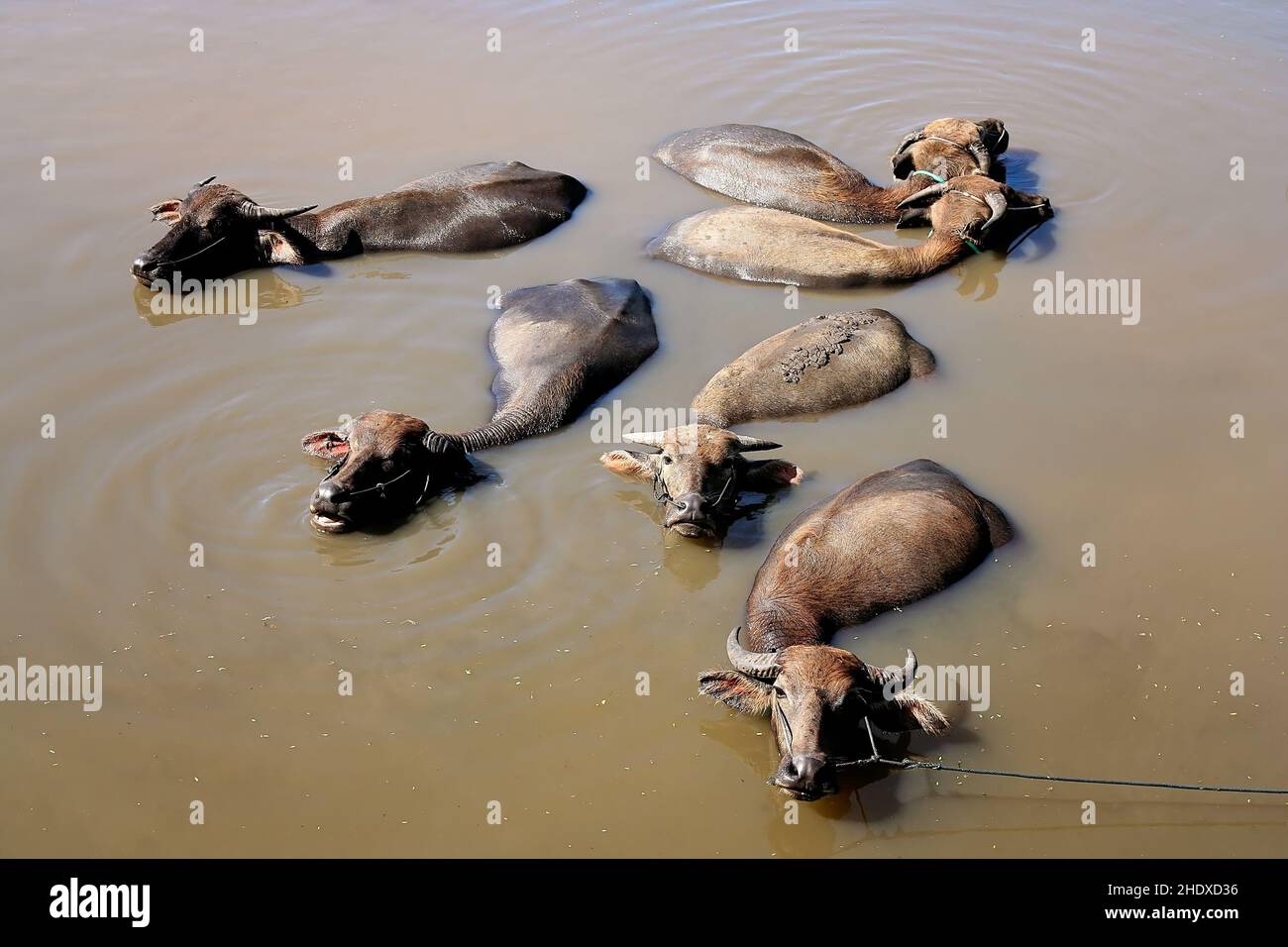 cattle, buffalo, cattles, livestock, bison, buffalos Stock Photo - Alamy