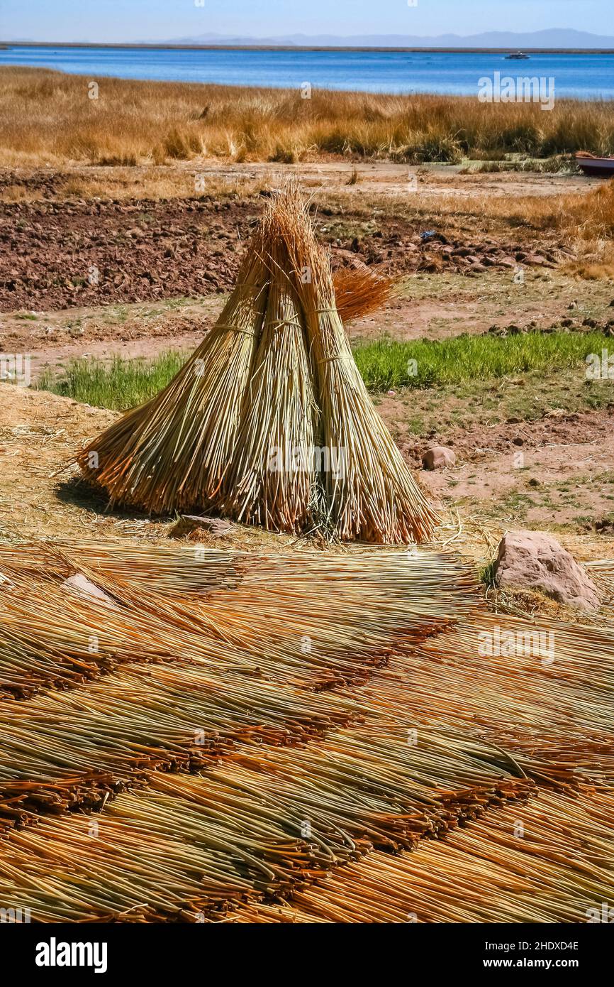 reed, harvest, peru, reeds, harvests, perus Stock Photo - Alamy
