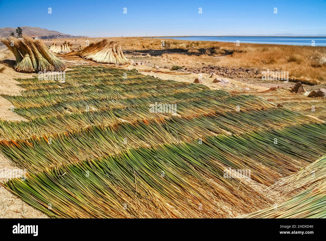 reed, harvest, peru, reeds, harvests, perus Stock Photo - Alamy