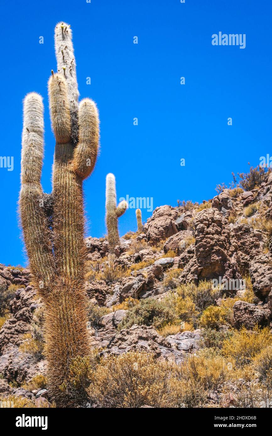 cactus, vegetation, bolivia, vegetations, bolivias Stock Photo - Alamy