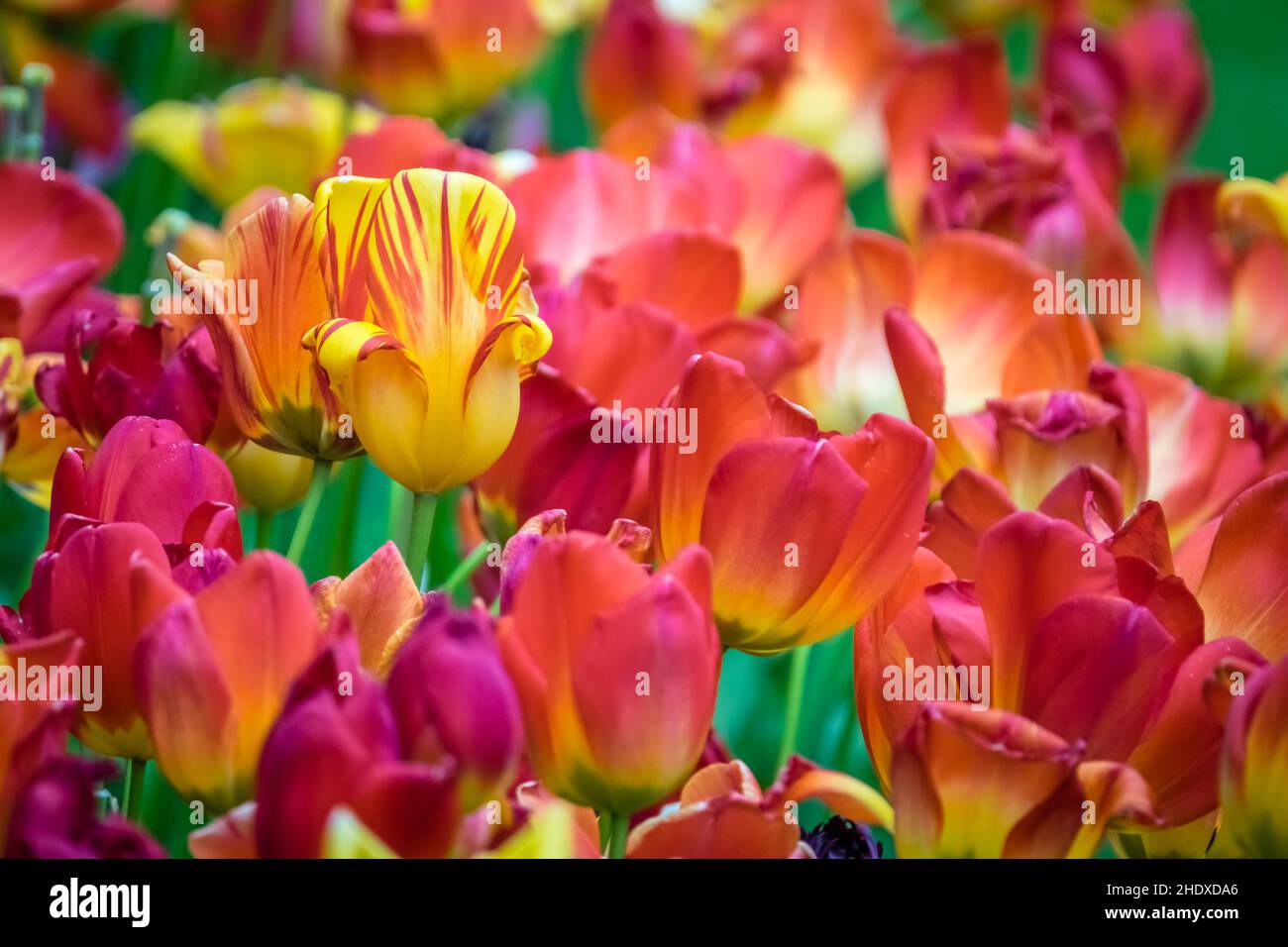 tulip, tullips, tulips Stock Photo - Alamy