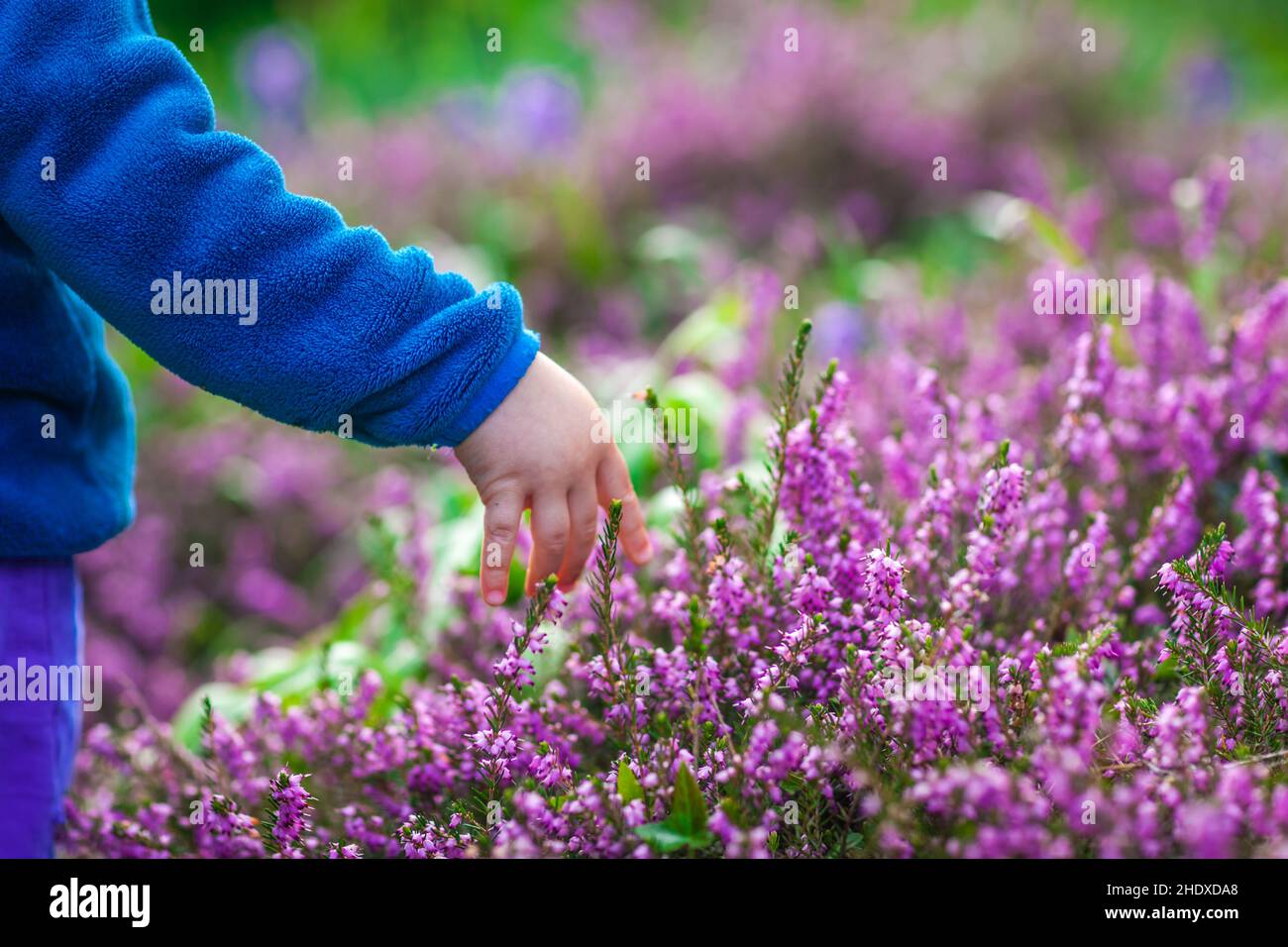 plant, touching, nature, plants, natur, natures Stock Photo - Alamy