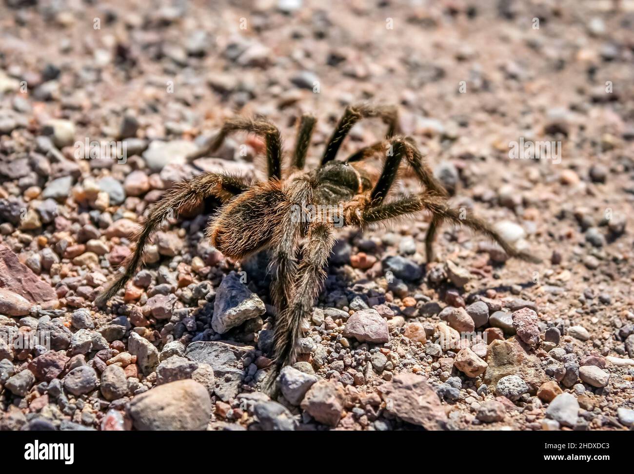 Hairy spiders hi-res stock photography and images - Alamy