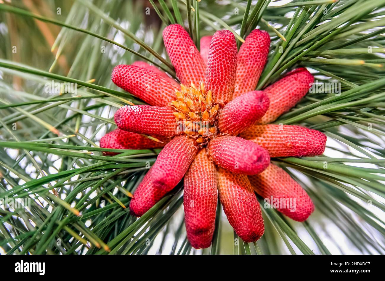 Macros argentinas hi-res stock photography and images - Alamy