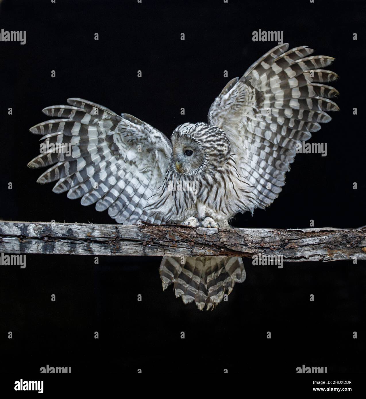 Owl flapping its wings hi-res stock photography and images - Alamy