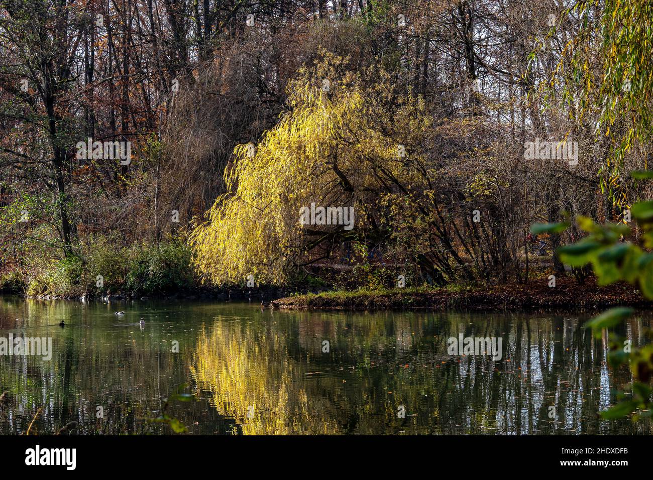 Golden autumn view in famous Munich relax place - Englischer Garten ...