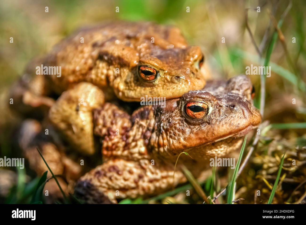 toad, reproduction, toads, reproductions Stock Photo - Alamy