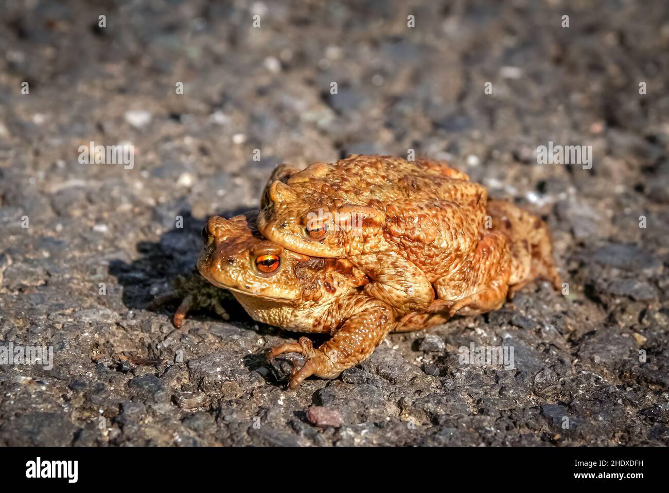 toad, reproduction, toads, reproductions Stock Photo - Alamy