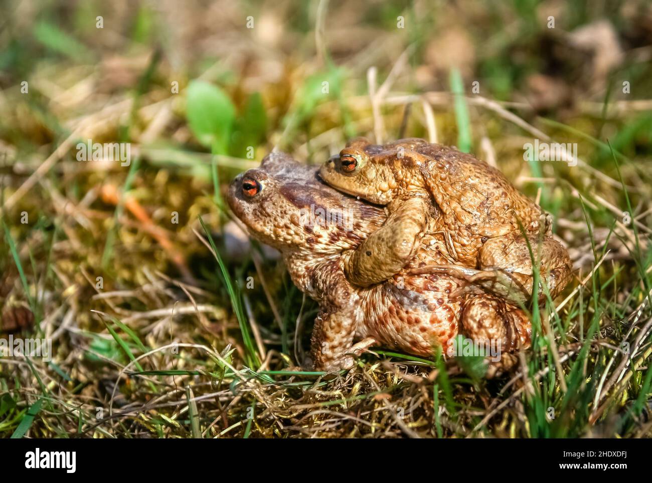 toad, mating, toads Stock Photo - Alamy