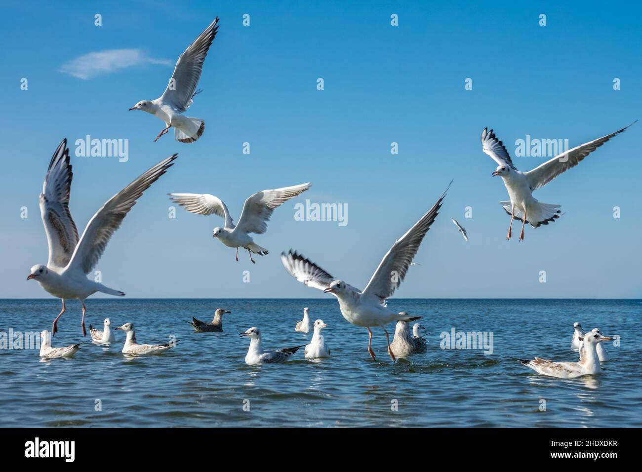 Swimmer seagull hi-res stock photography and images - Alamy