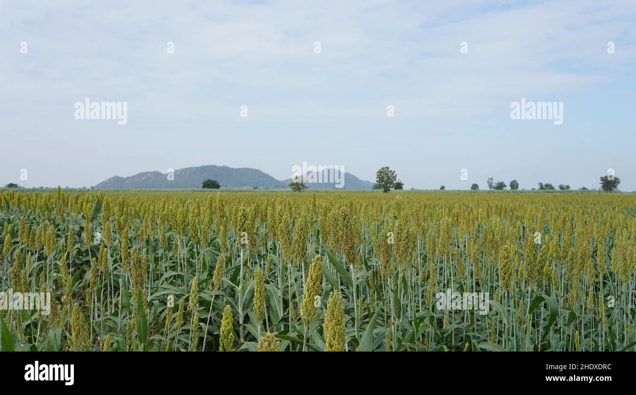 Millet field hi-res stock photography and images - Alamy