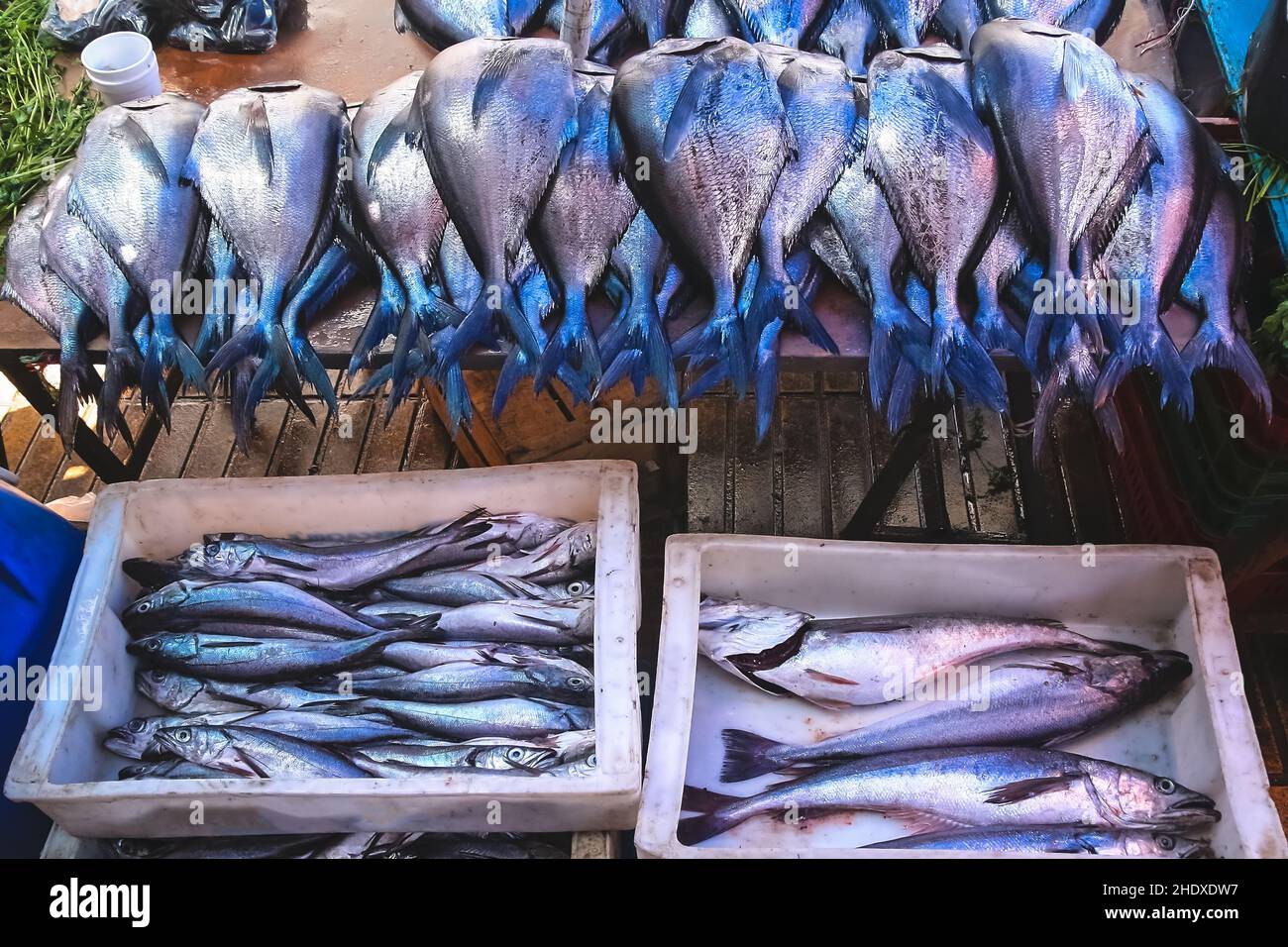 fish, trout, market stall, fishes, trouts, market stalls, market stand ...