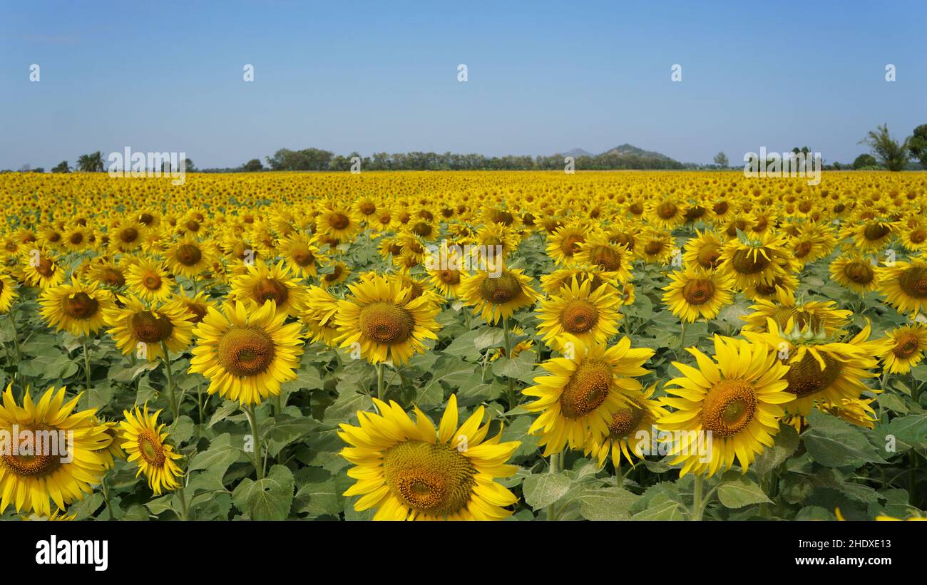 Beautiful vibrant sunflower field hi-res stock photography and images ...