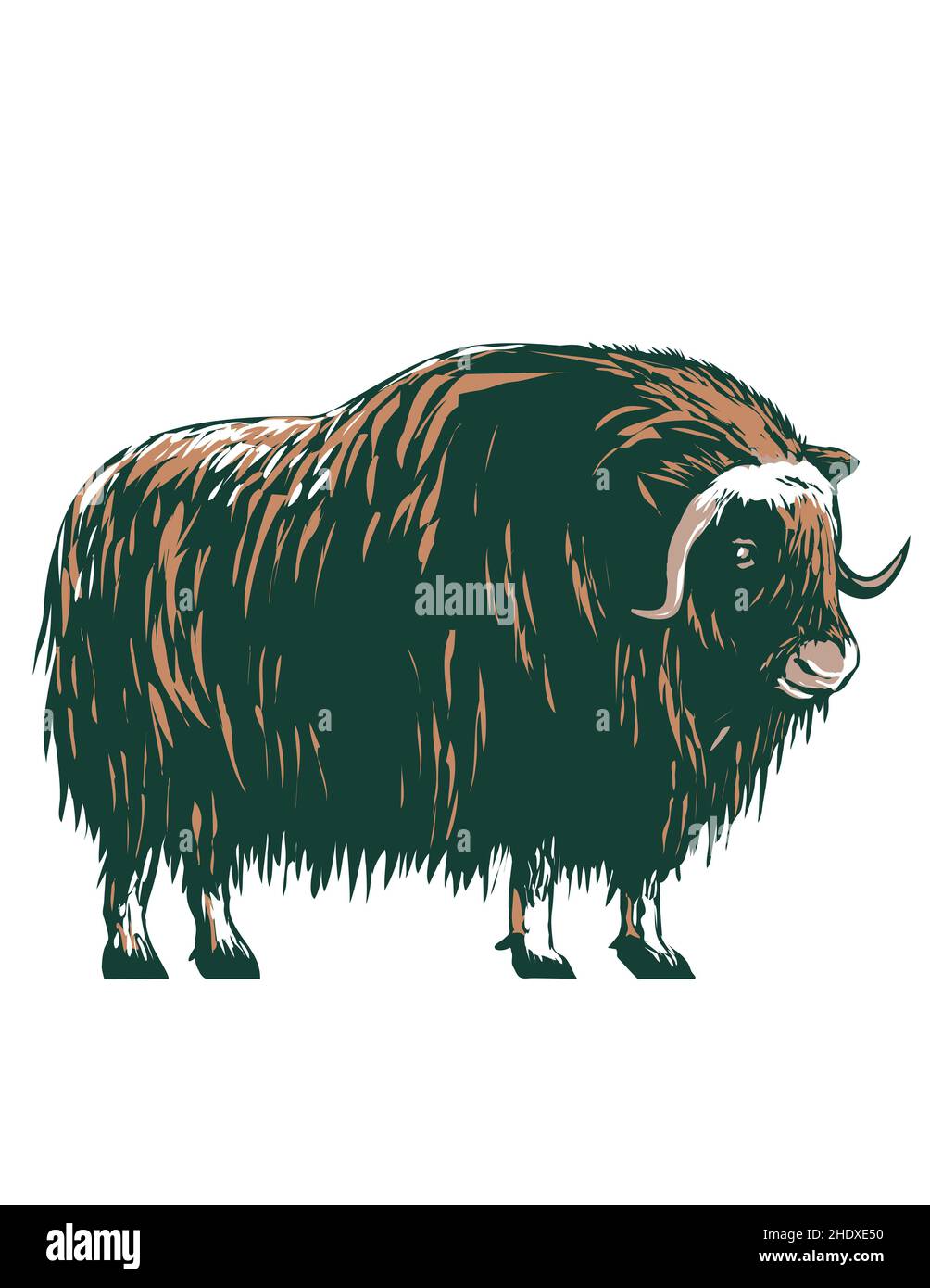WPA poster art of a muskox, musk ox, musk-ox or musk oxen, a hoofed ...