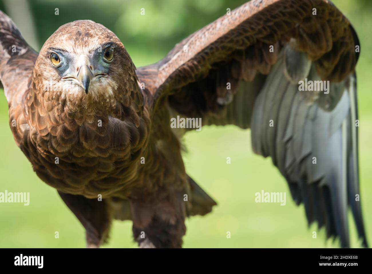 eagle, raptor, eagles, raptors Stock Photo - Alamy