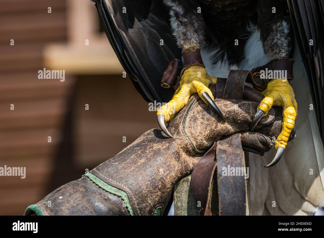 eagle, claws, falconry, leather glove, eagles, claw, falconries ...