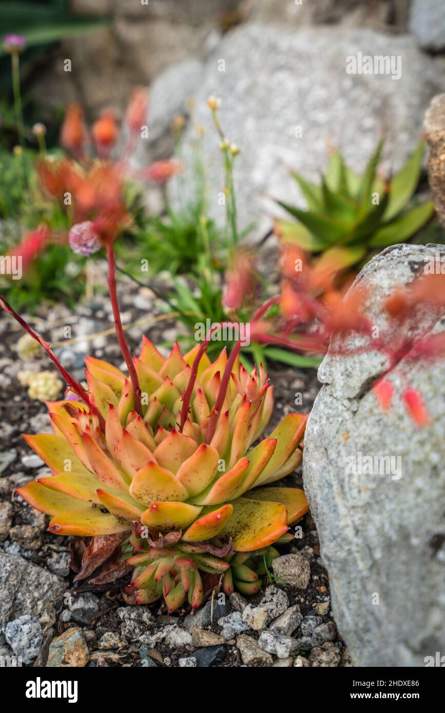 Orpine hi-res stock photography and images - Alamy