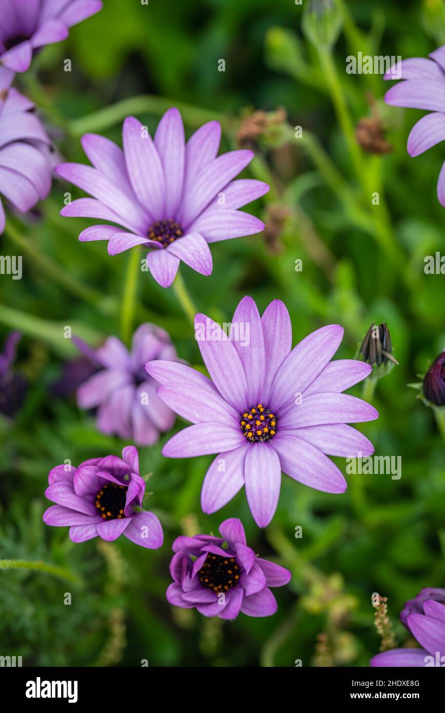 Cape marguerite plants hi-res stock photography and images - Alamy