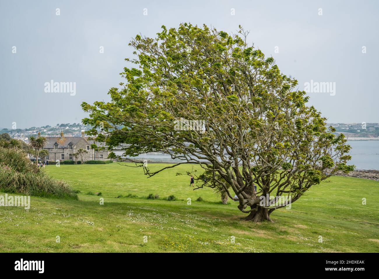 Windswept hi-res stock photography and images - Alamy