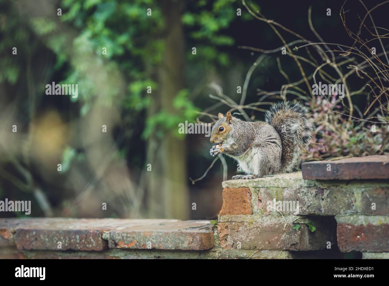 Holding squirrel hi-res stock photography and images - Alamy