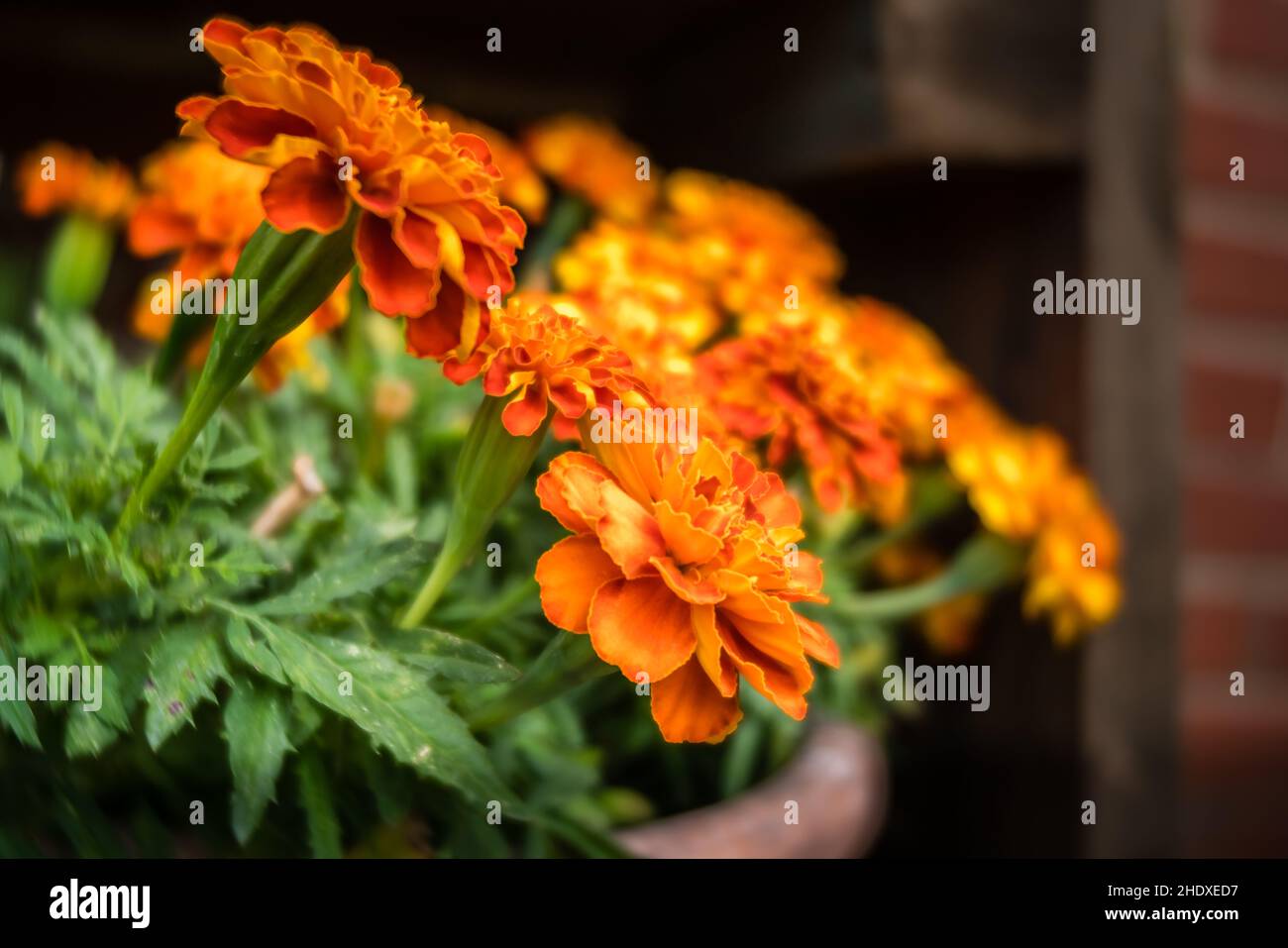 Marigold tagetes plants flowers hi-res stock photography and images - Alamy