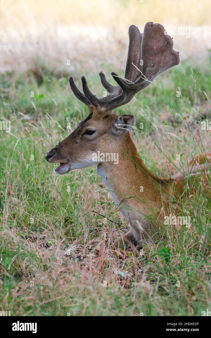 animal portrait, fallow deer, animal portraits, fallow deers Stock ...