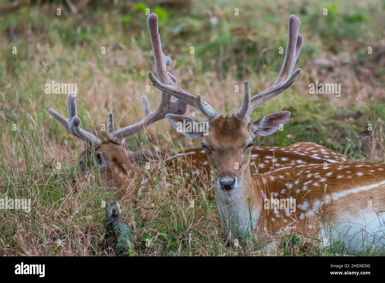 deer, deers, roe deer, stag Stock Photo - Alamy