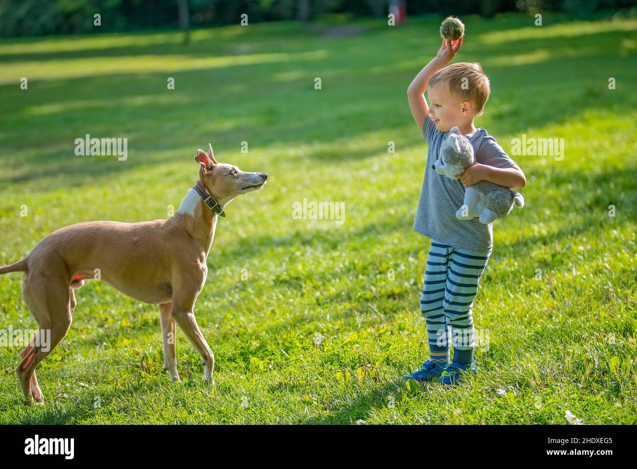 Person throwing dog ball hi-res stock photography and images - Alamy
