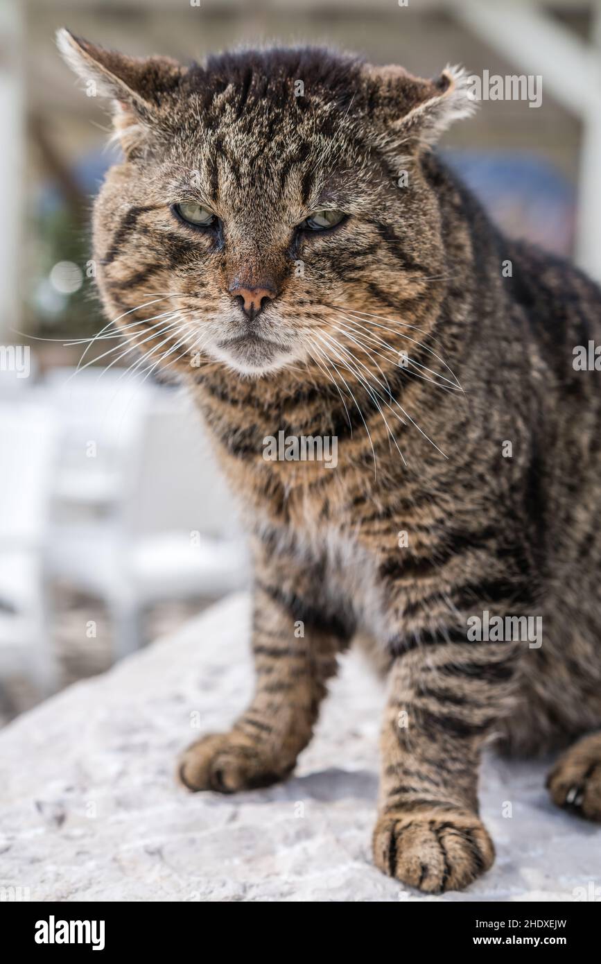 street cat, street cats Stock Photo - Alamy