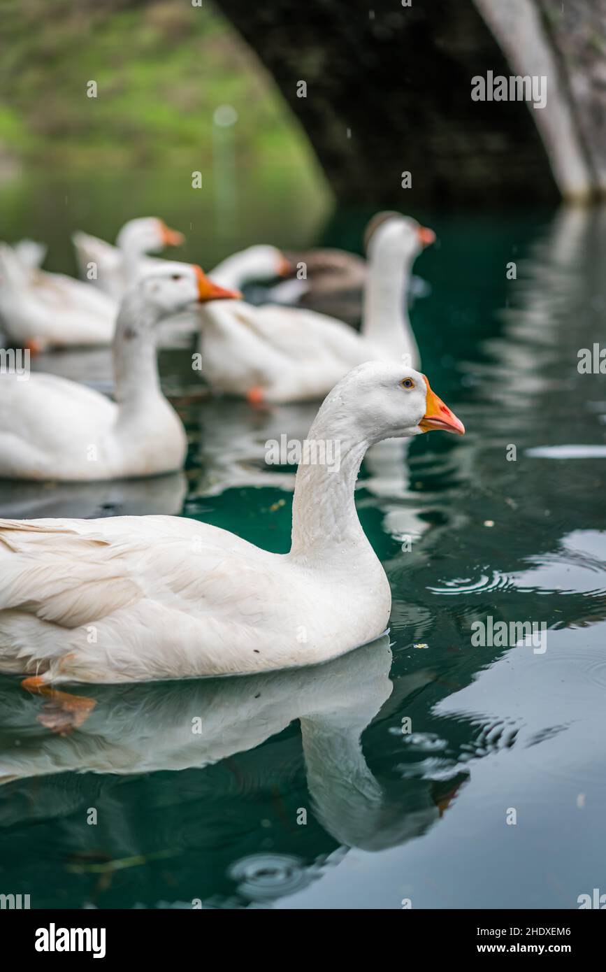 20 geese hi-res stock photography and images - Alamy