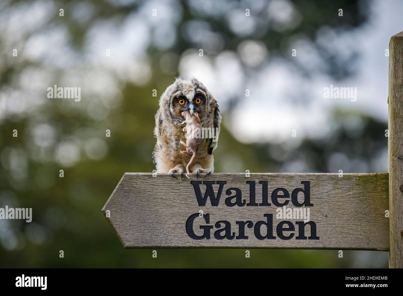 Long-eared owl chick with mouse Stock Photo - Alamy
