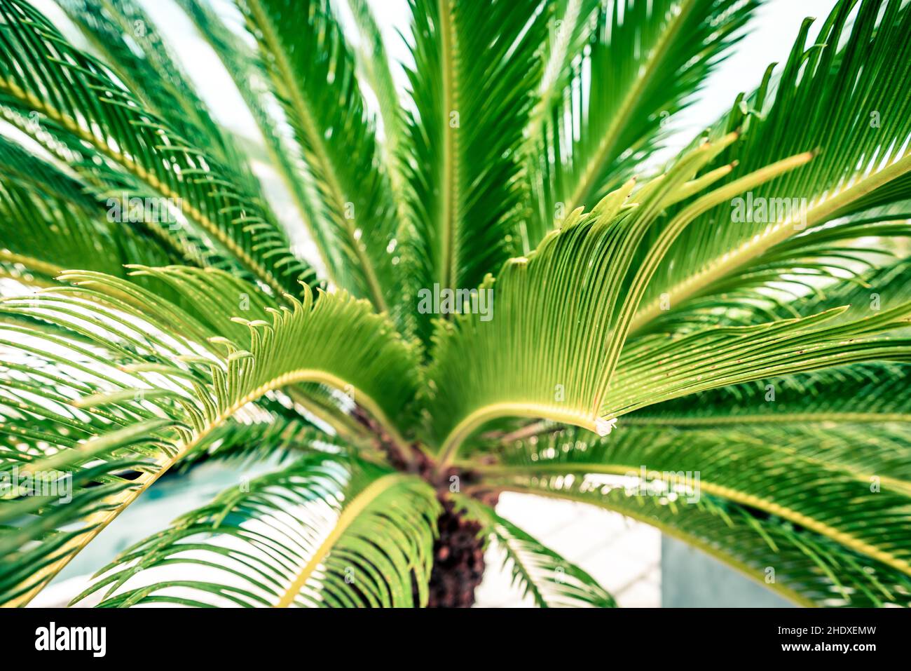 palm leaves, date palm, palm leaf Stock Photo - Alamy