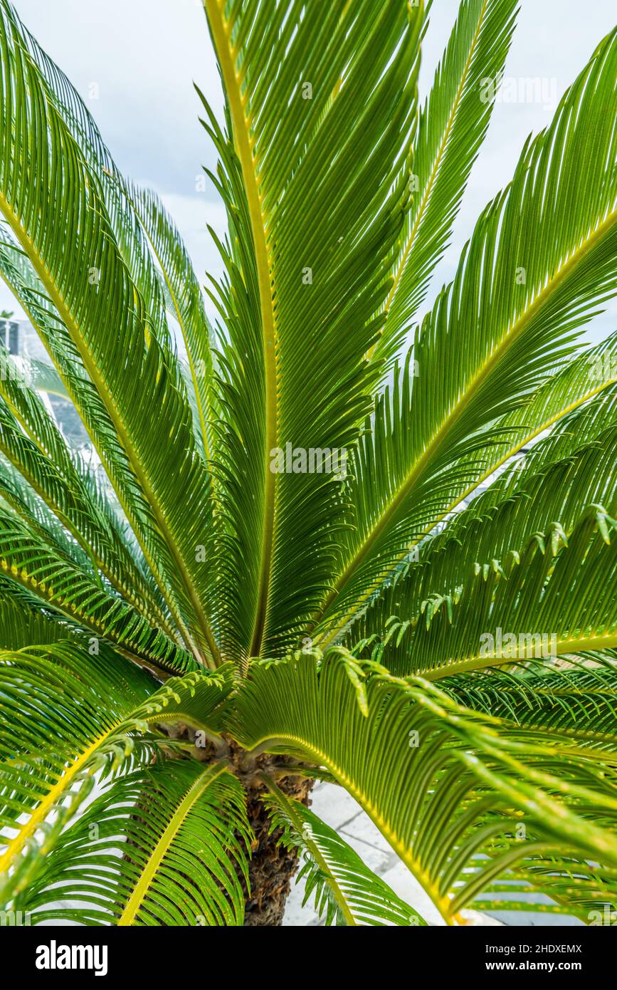 date palm tree, palm leaves, date palm trees, palm leaf Stock Photo - Alamy
