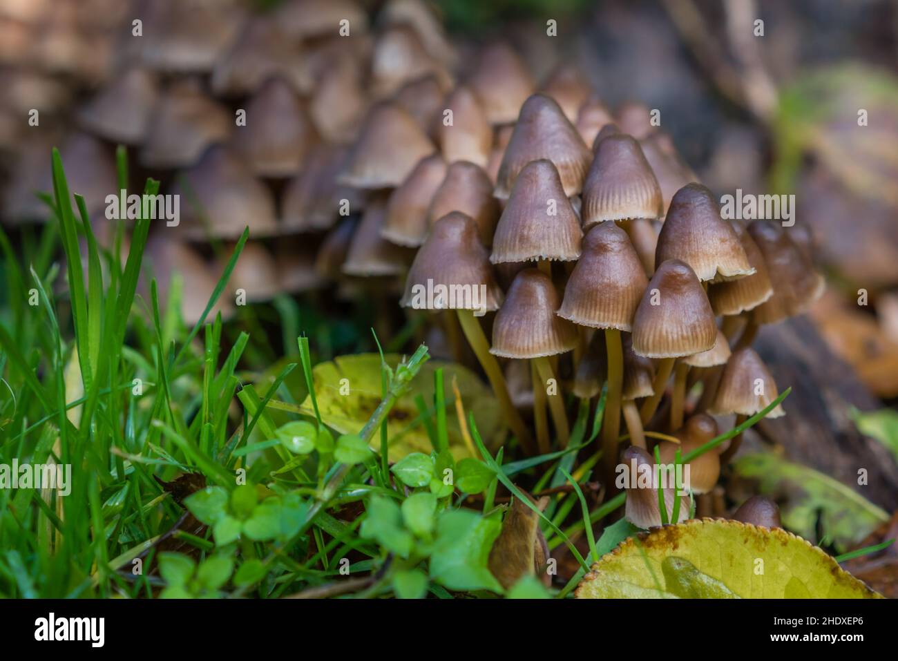 forest, fungi, forests, wood, woodland, woods, fungis Stock Photo - Alamy
