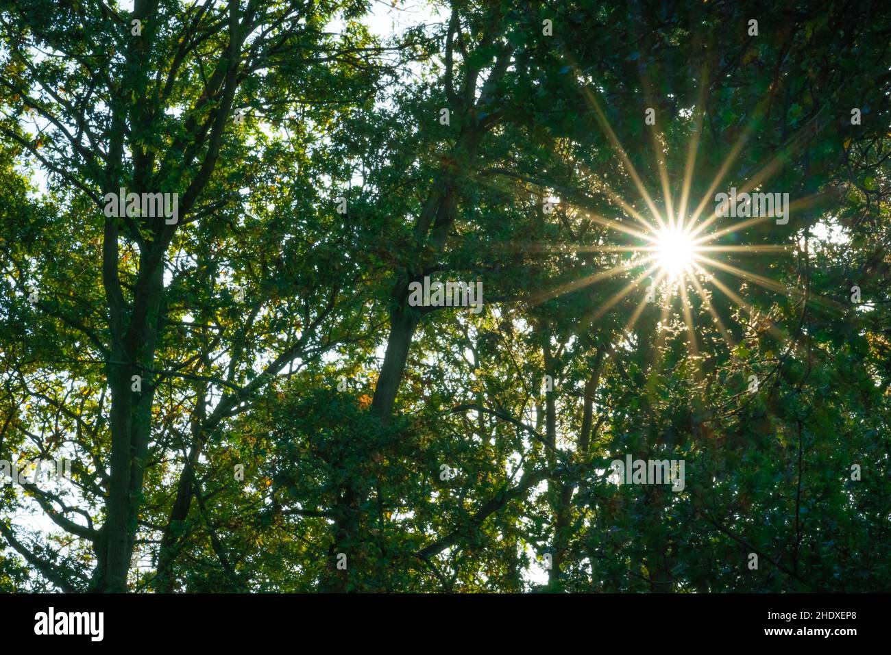 sunlight, sunbeams, tree canopy, sun ray, sun rays, sunbeam, sunlights ...