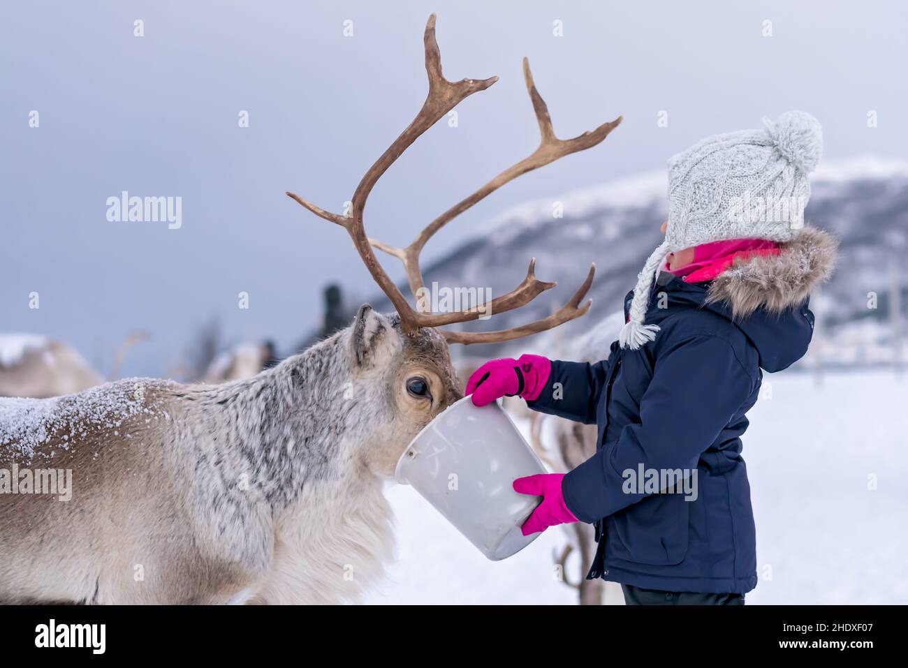 girl, feeding, reindeer, girls, feed, feedings, reindeers Stock Photo ...