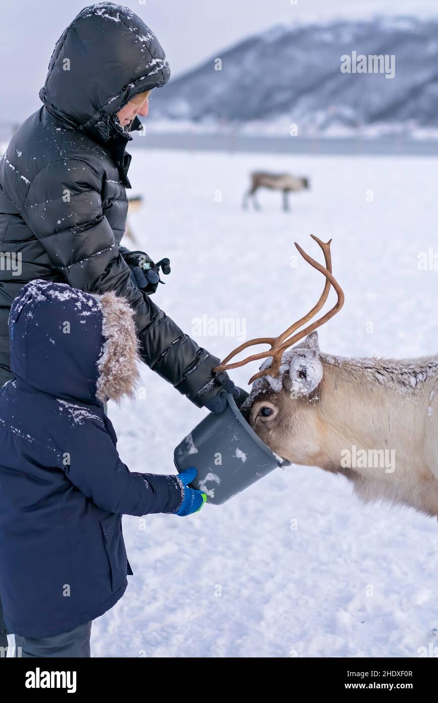 Female reindeer norway hi-res stock photography and images - Alamy