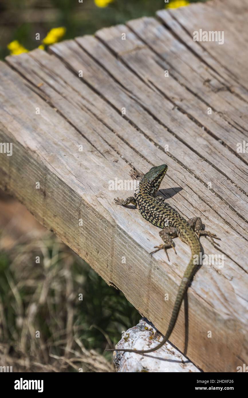 Sunbathing lizards hi-res stock photography and images - Alamy