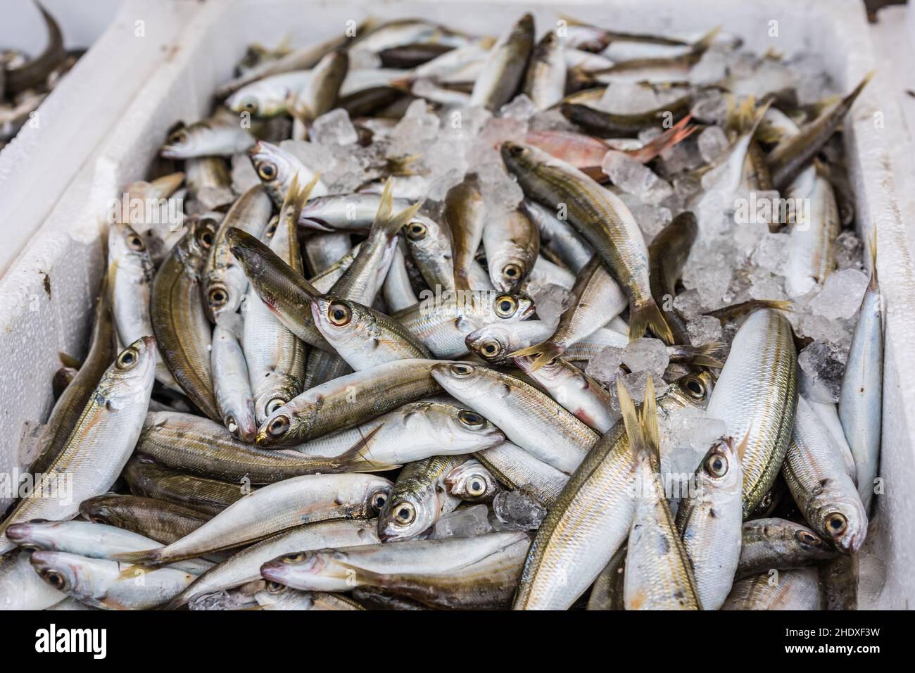 chilled, prepared fish, chilleds, prepared fishs Stock Photo - Alamy