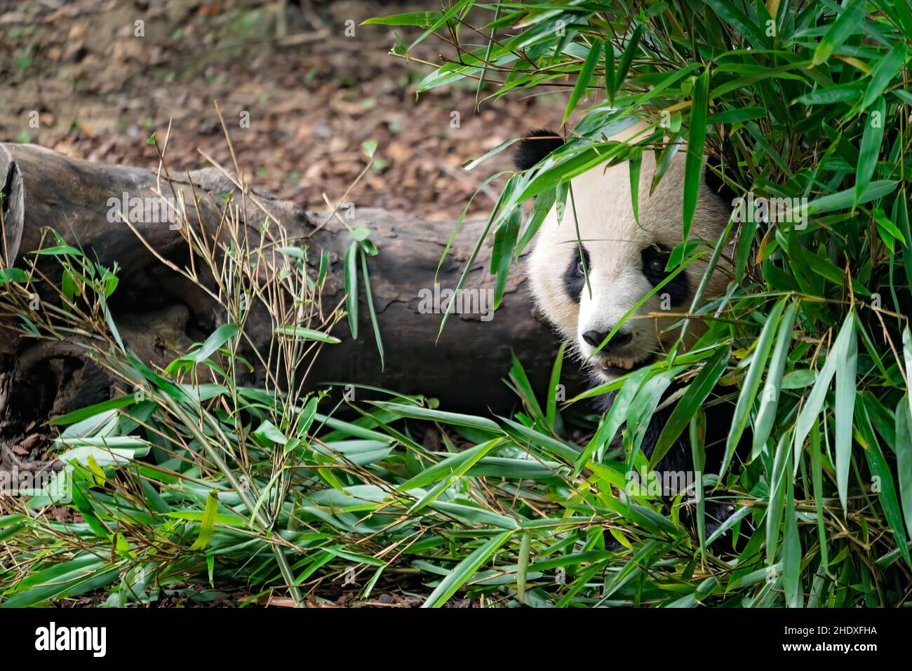 big panda, big pandas Stock Photo - Alamy